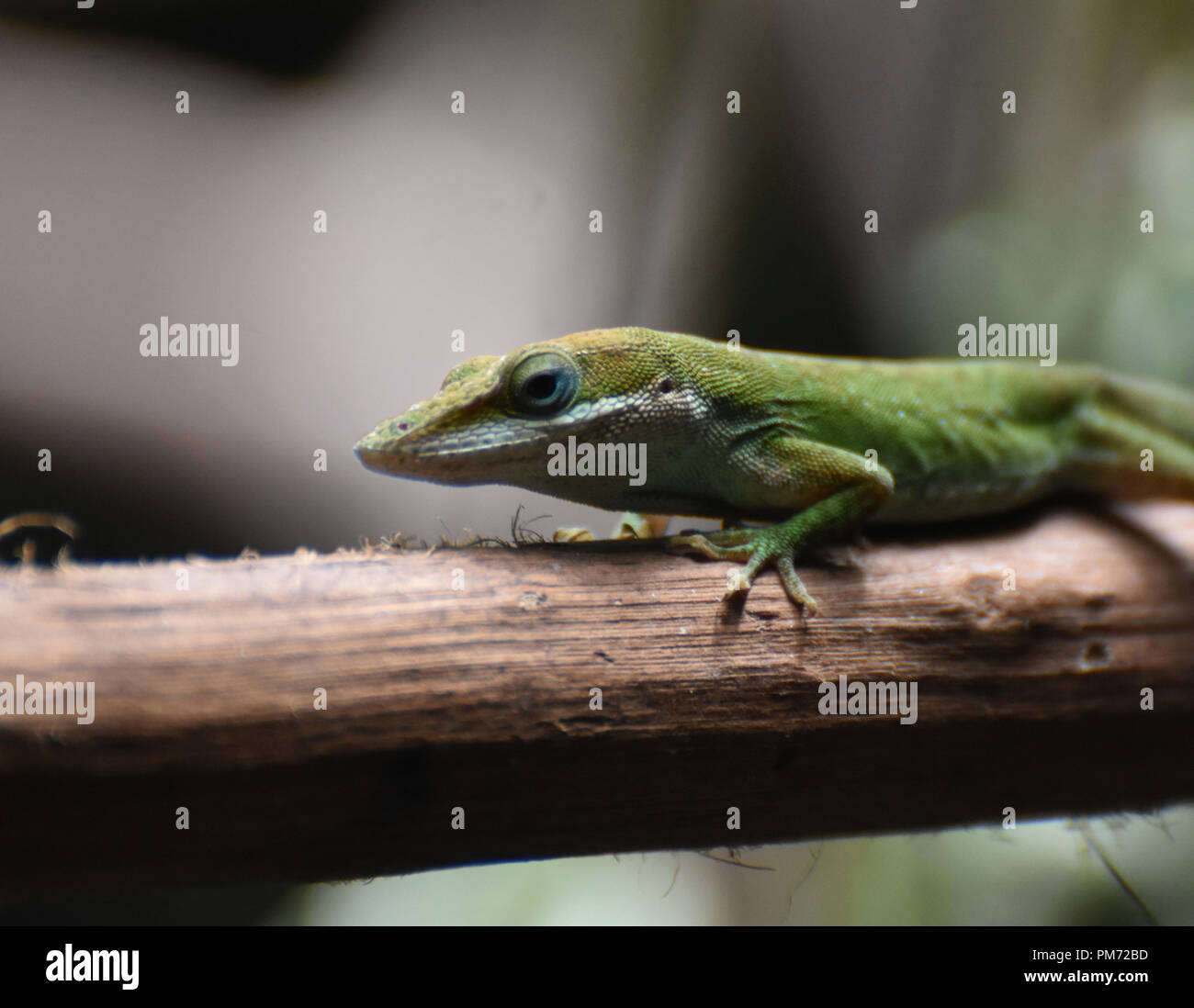 Red throated lizard hi-res stock photography and images - Alamy