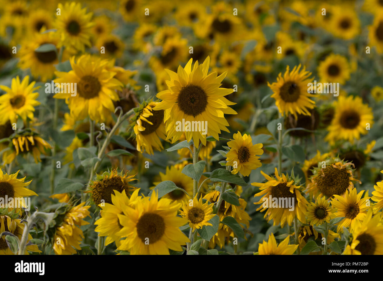 Sunflower plants in the sunshine Stock Photo - Alamy