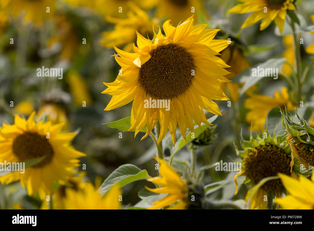 Sunflower plants in the sunshine Stock Photo - Alamy