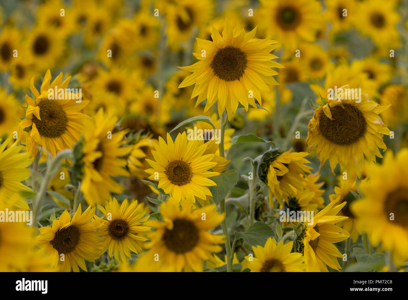 Sunflower plants in the sunshine Stock Photo - Alamy