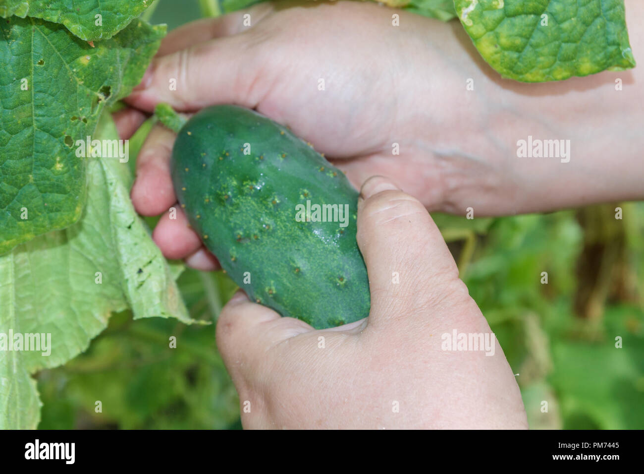 Harvesting cucumbers in the summer in the greenhouse Stock Photo - Alamy