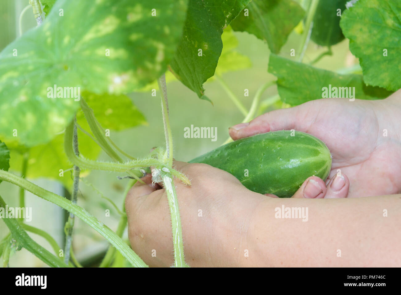 Harvesting cucumbers hi-res stock photography and images - Alamy