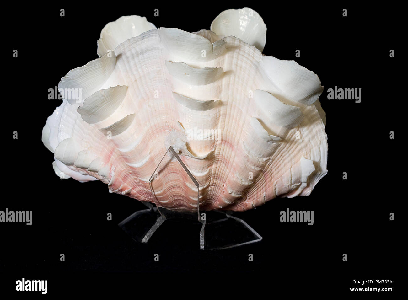 A collection of beautiful seashells and one white coral isolated on ...