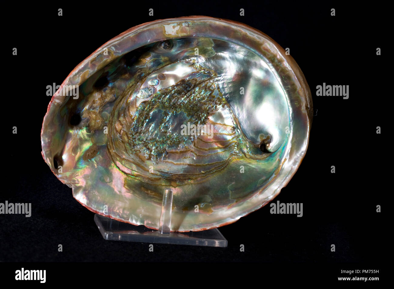 Shells nautilas shell hi-res stock photography and images - Alamy