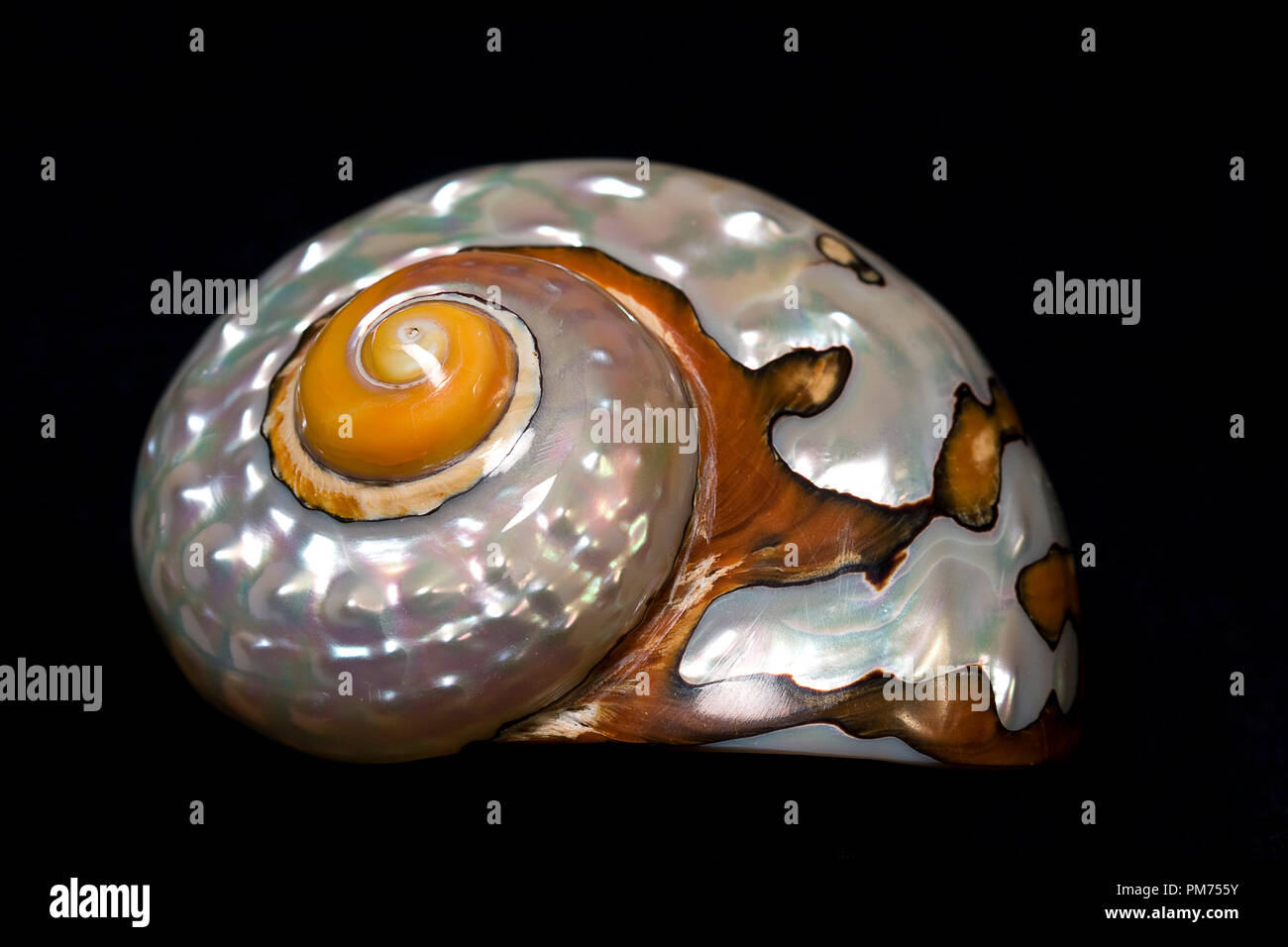 Shells nautilas shell hi-res stock photography and images - Alamy