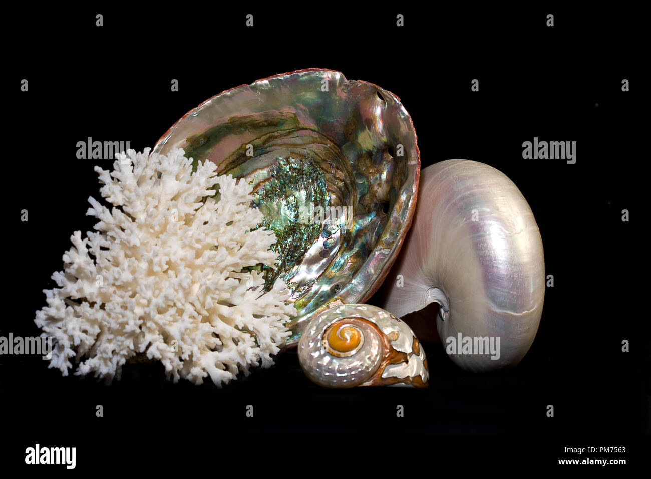 Shells nautilas shell hi-res stock photography and images - Alamy