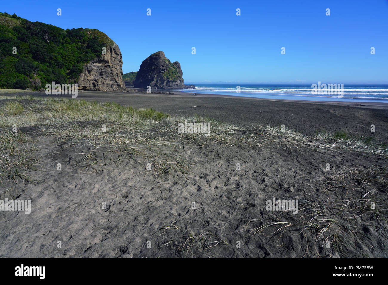 View of the black sand Piha Beach near Auckland in the North Island ...