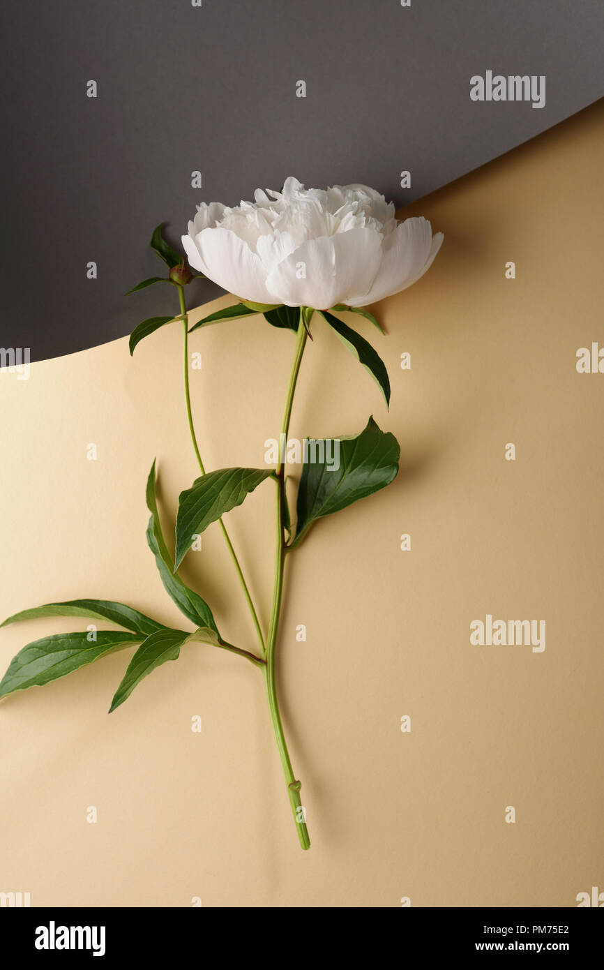 One peony flower top view Stock Photo - Alamy