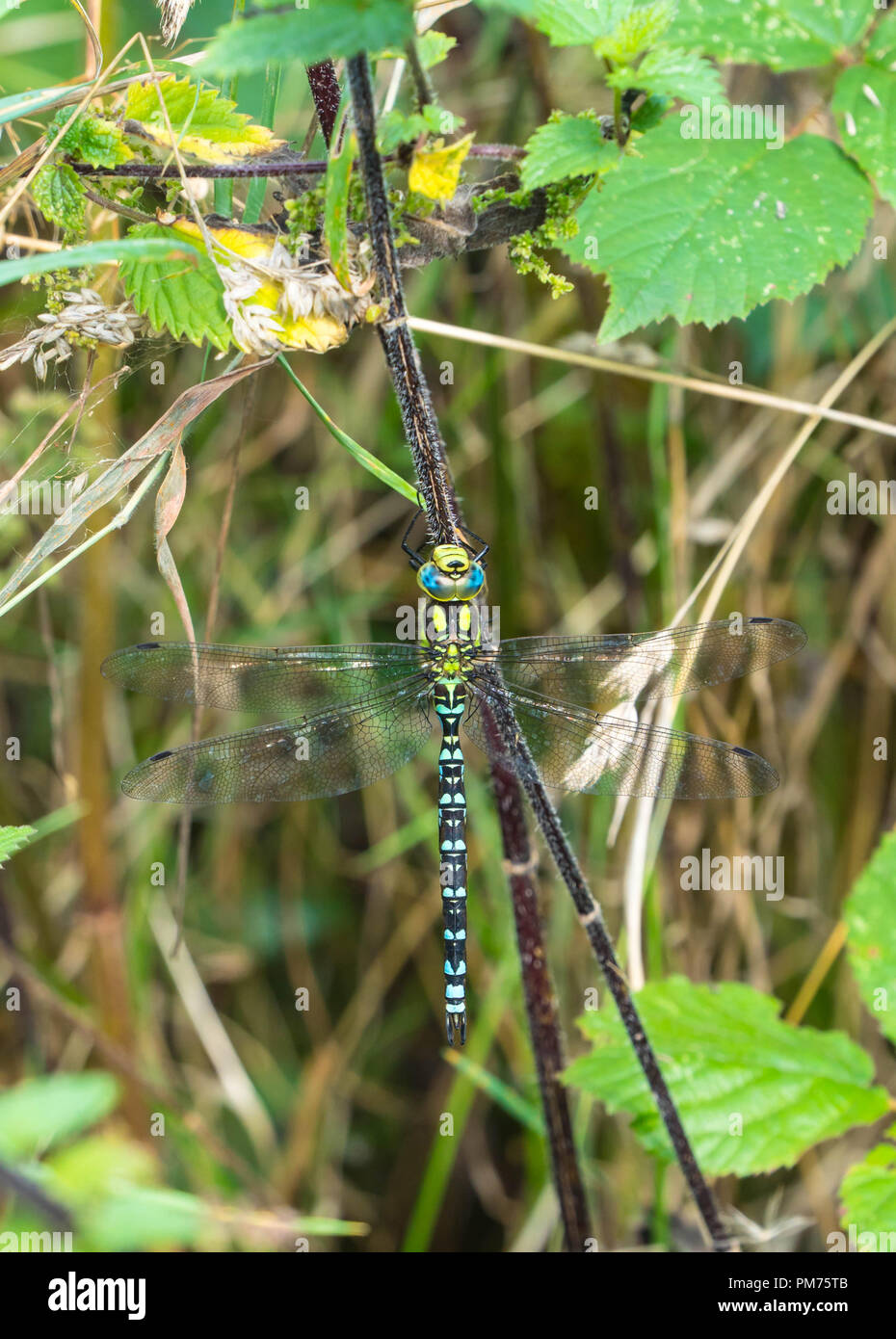 Anax imperator eyes hi-res stock photography and images - Alamy
