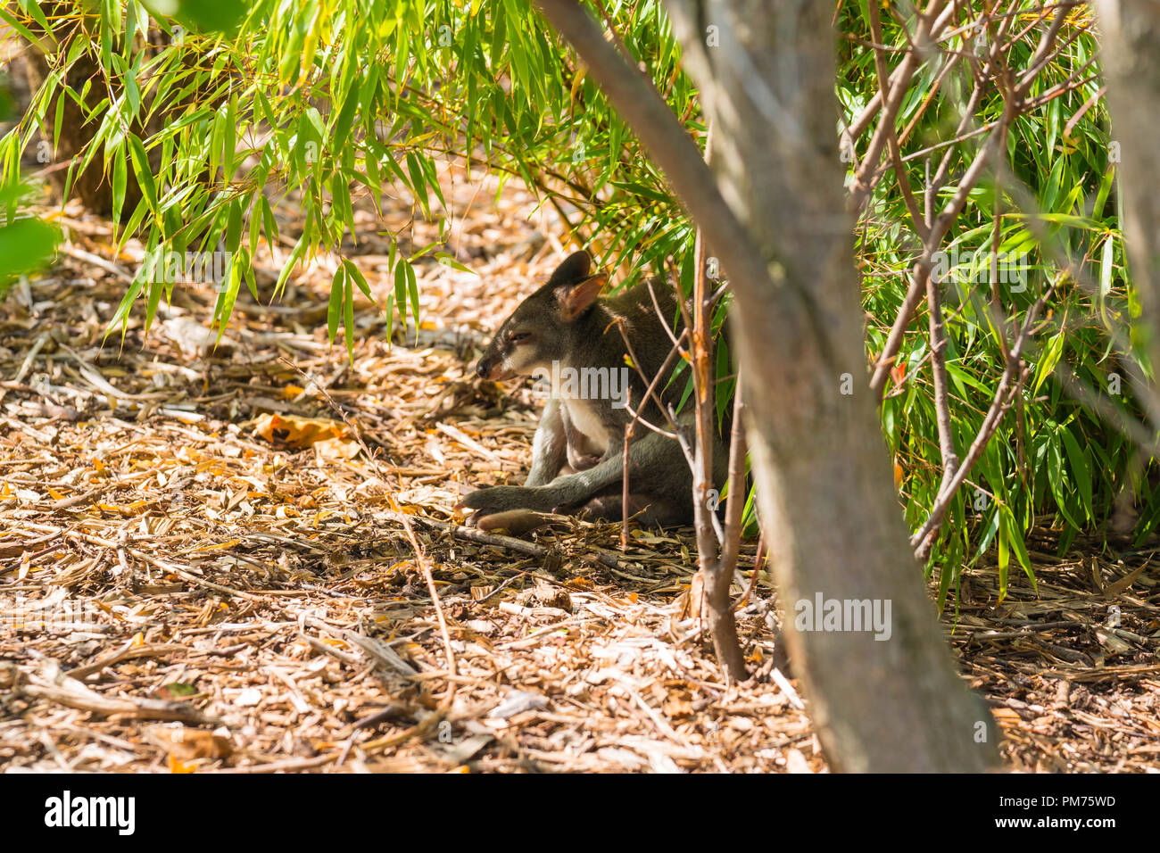 Dusky Pademelon (Thylogale brunii) beneath a tree, Chester Zoo UK ...