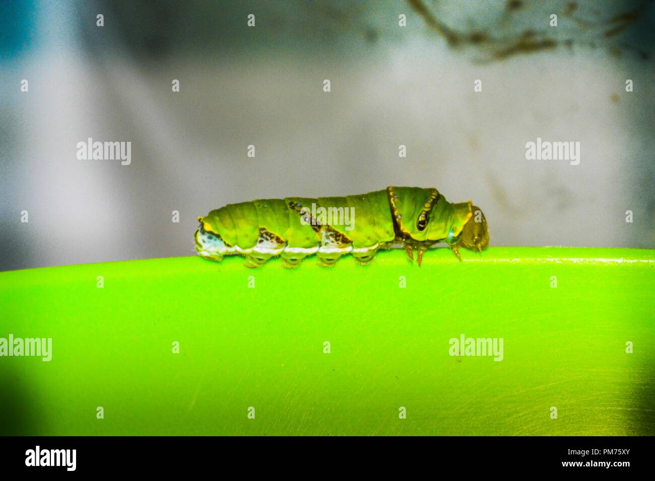 Reshom moth hi-res stock photography and images - Alamy