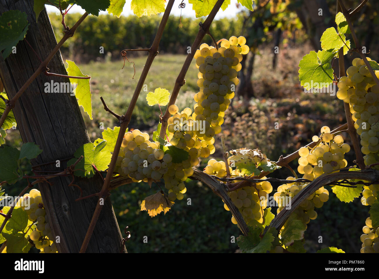 grapes in Alsace in France Stock Photo - Alamy