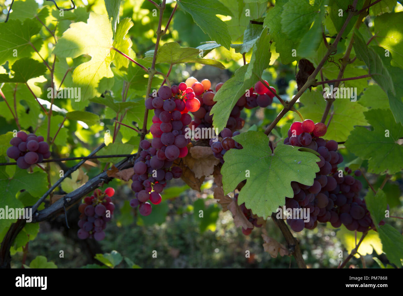 grapes in Alsace in France Stock Photo - Alamy
