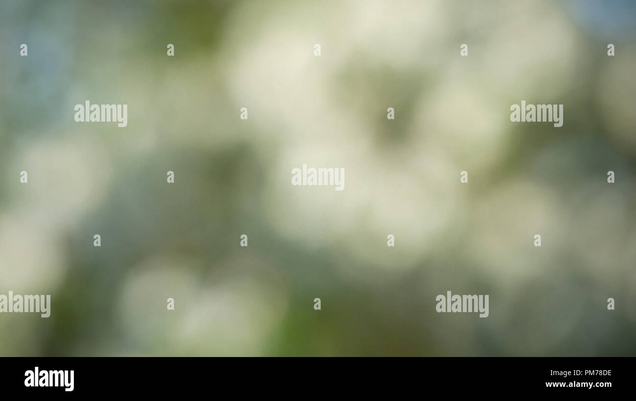 Abstract green and white spring background Stock Photo - Alamy