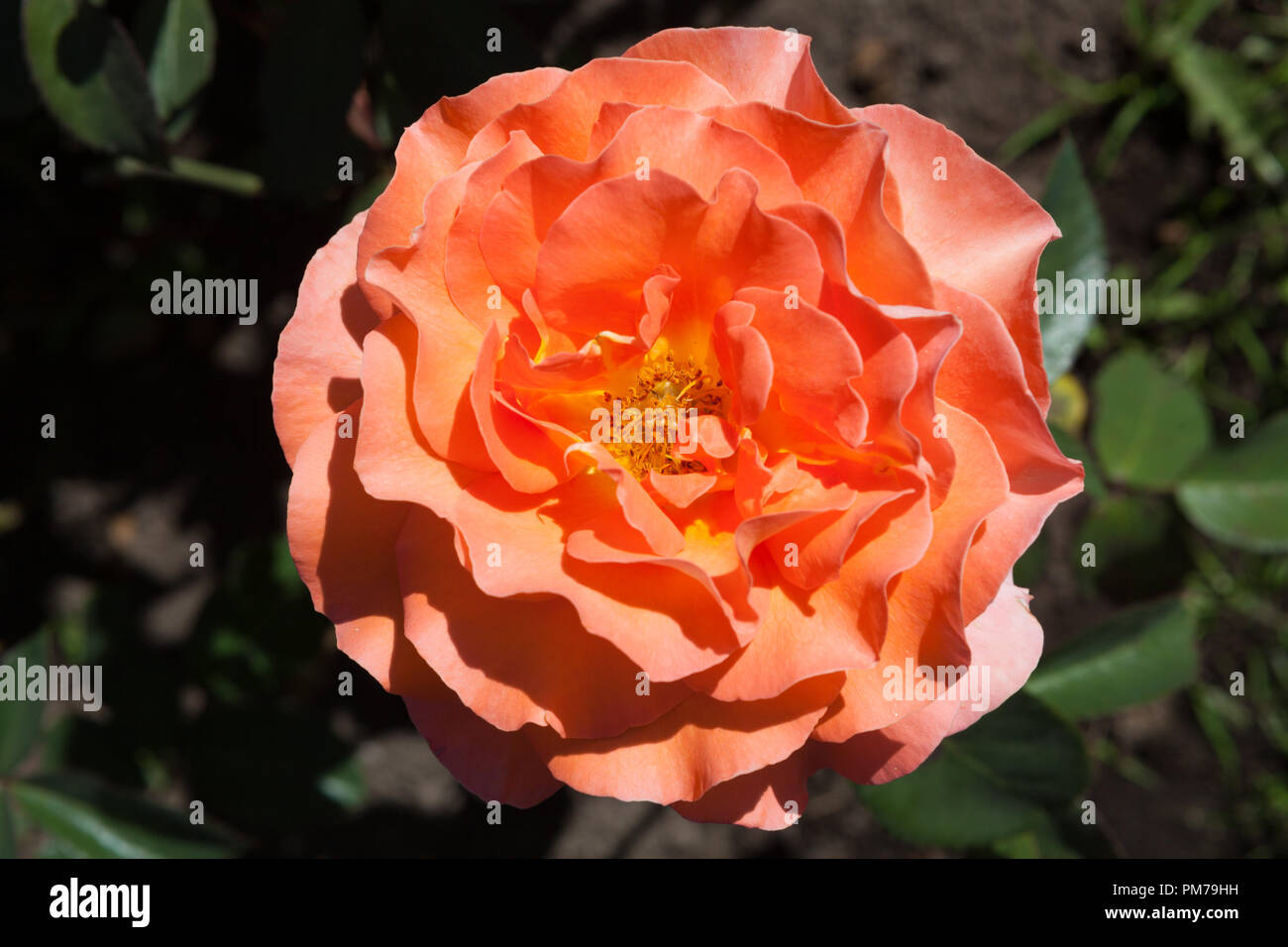 Delicate rose in garden Stock Photo - Alamy