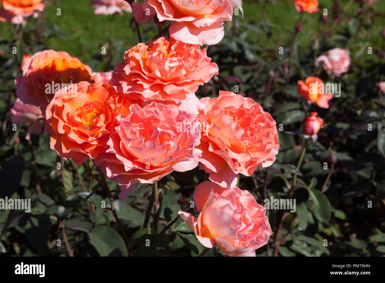 Delicate rose hi-res stock photography and images - Alamy