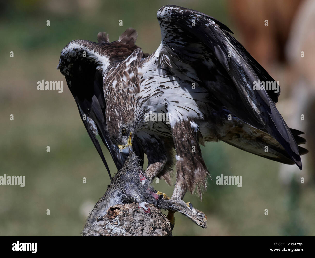 Bonellis eagle in its habitat eating its prey Stock Photo - Alamy