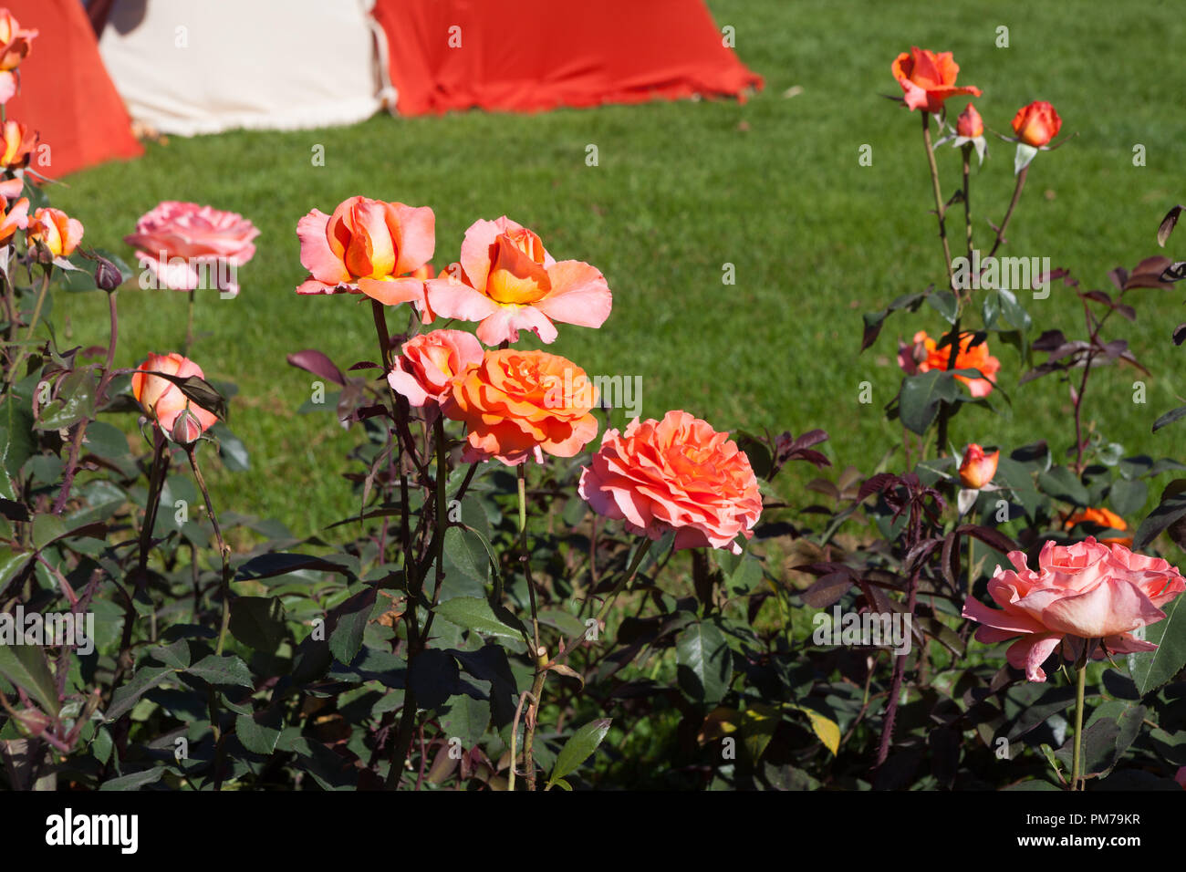 Delicate rose in garden Stock Photo - Alamy