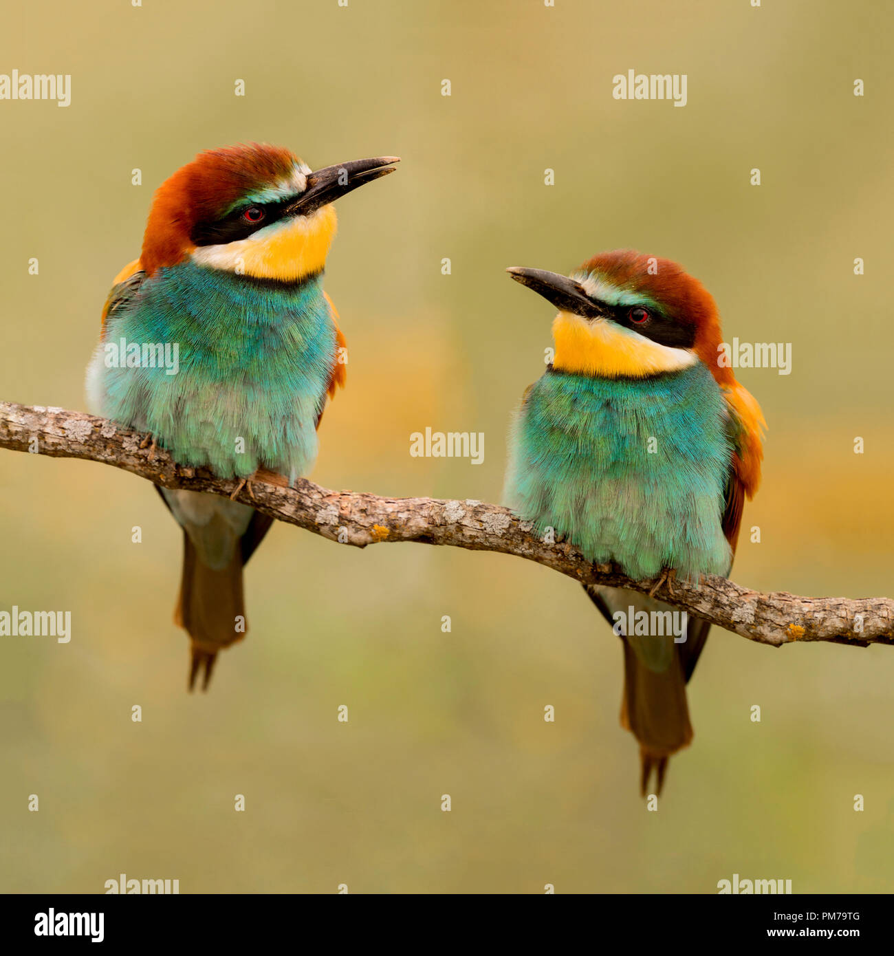 Couple bee eaters on hi-res stock photography and images - Alamy