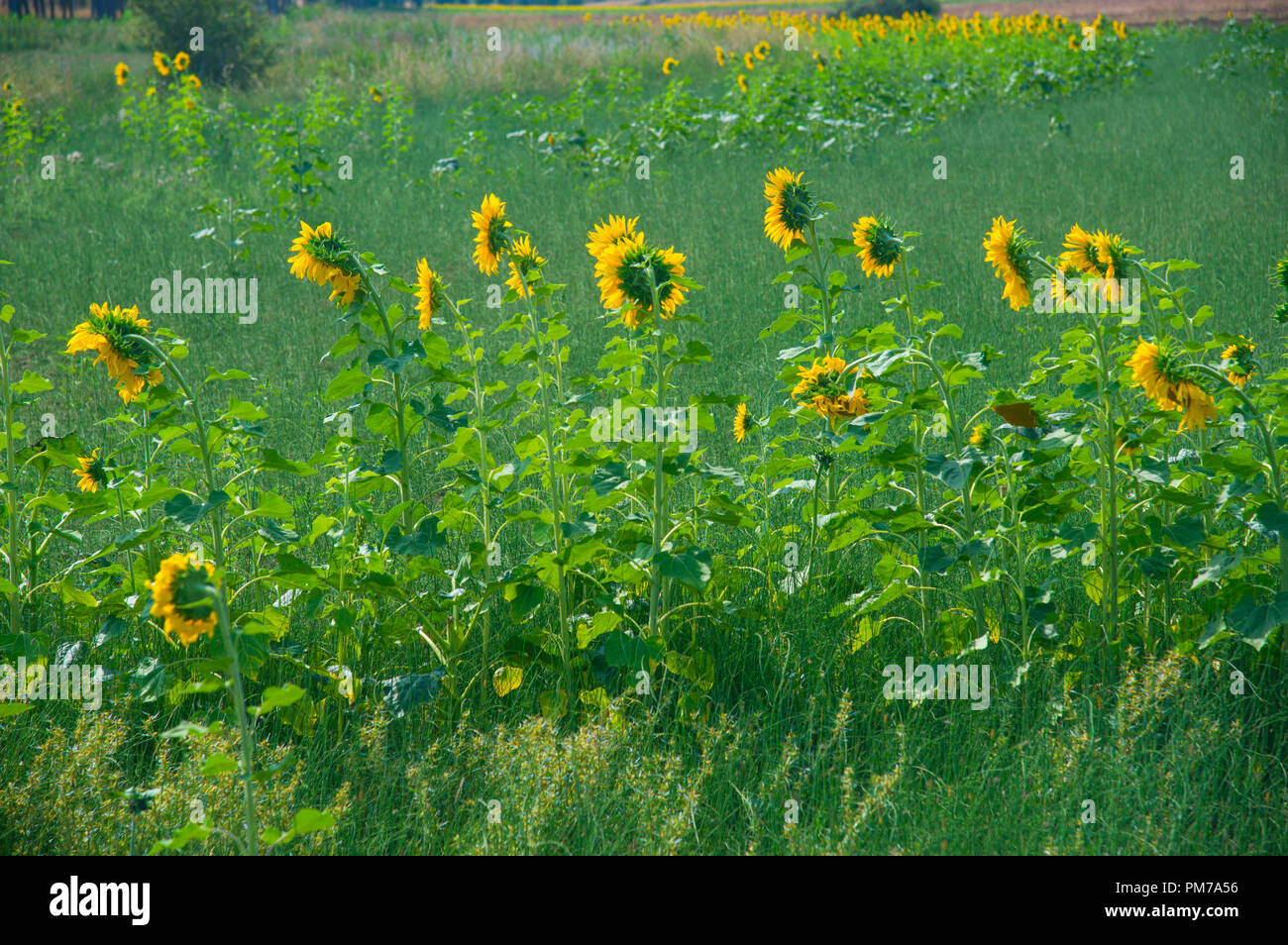 Cultivo de plantas hi-res stock photography and images - Alamy