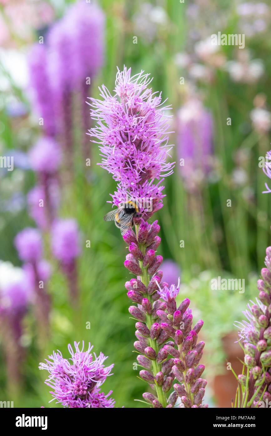 Liatris spicata 'Kobold'. Bumblebee on Button snakewort 'Kobold ...