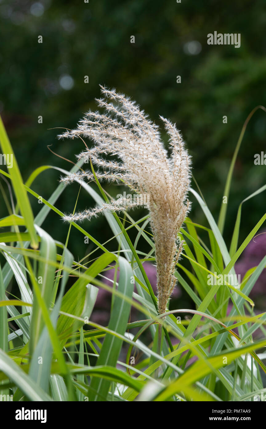 Chinese Grass