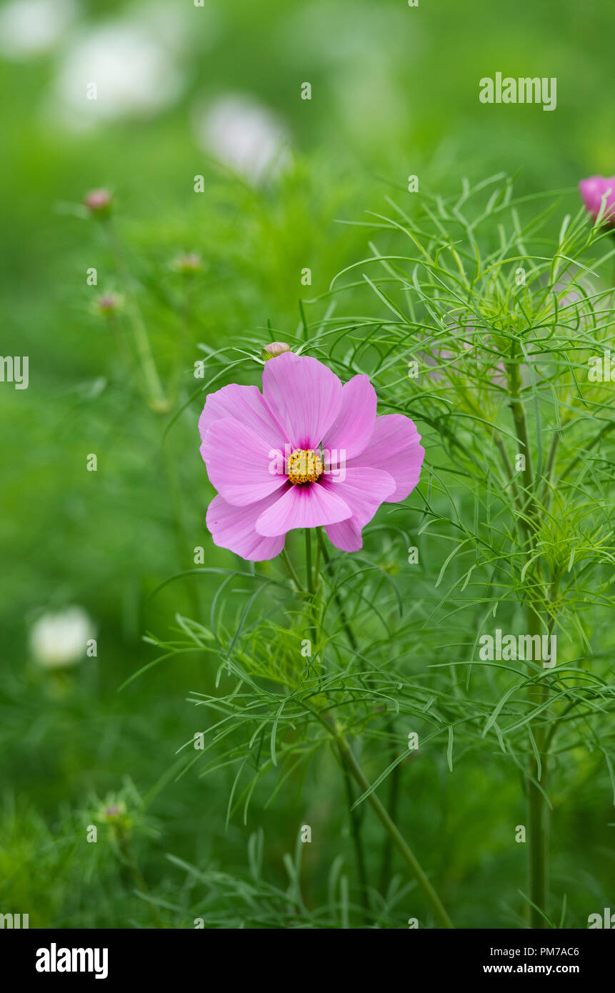 Cosmos flower hi-res stock photography and images - Alamy