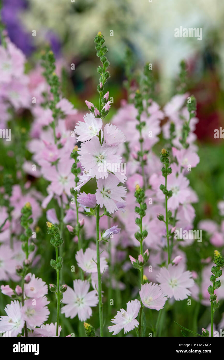 Prairie Mallow Sidalcea High Resolution Stock Photography and Images ...