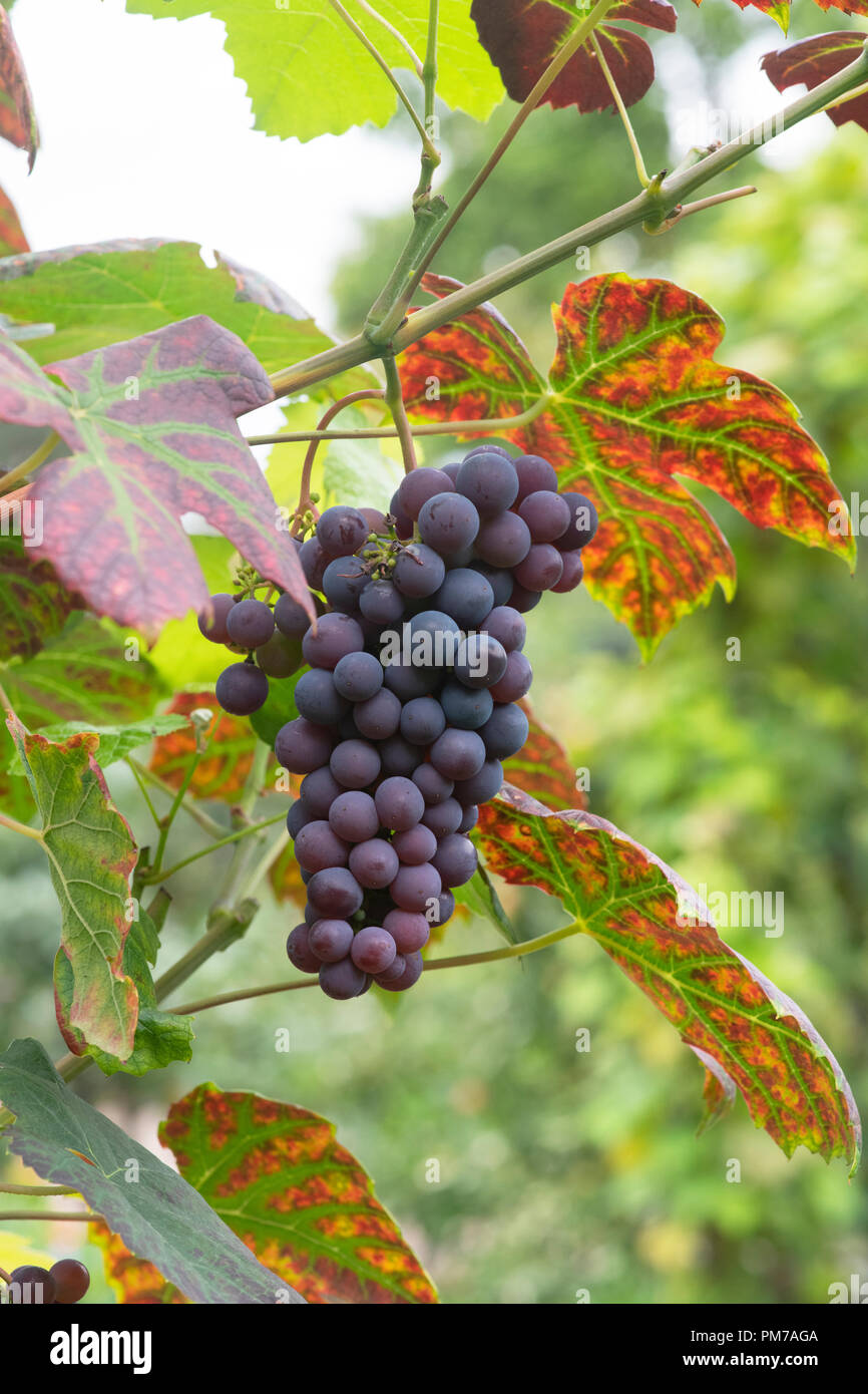 Vitis Labrusca High Resolution Stock Photography and Images - Alamy