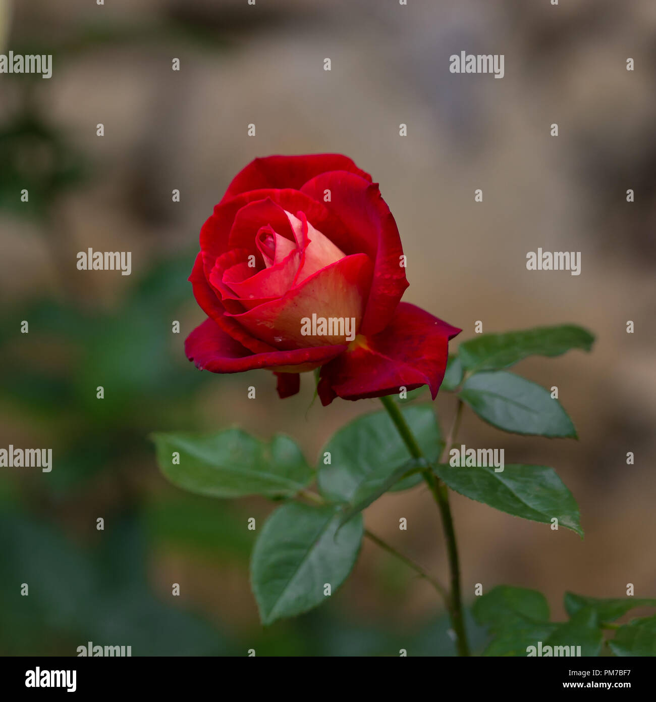 Red roses growing in France Stock Photo - Alamy
