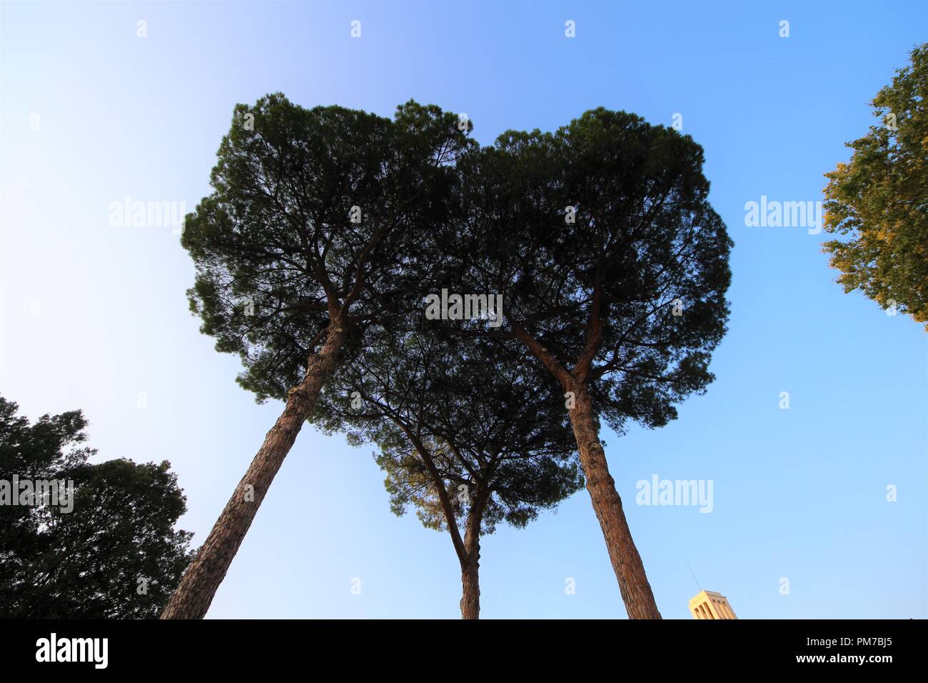 heart of trees Stock Photo - Alamy