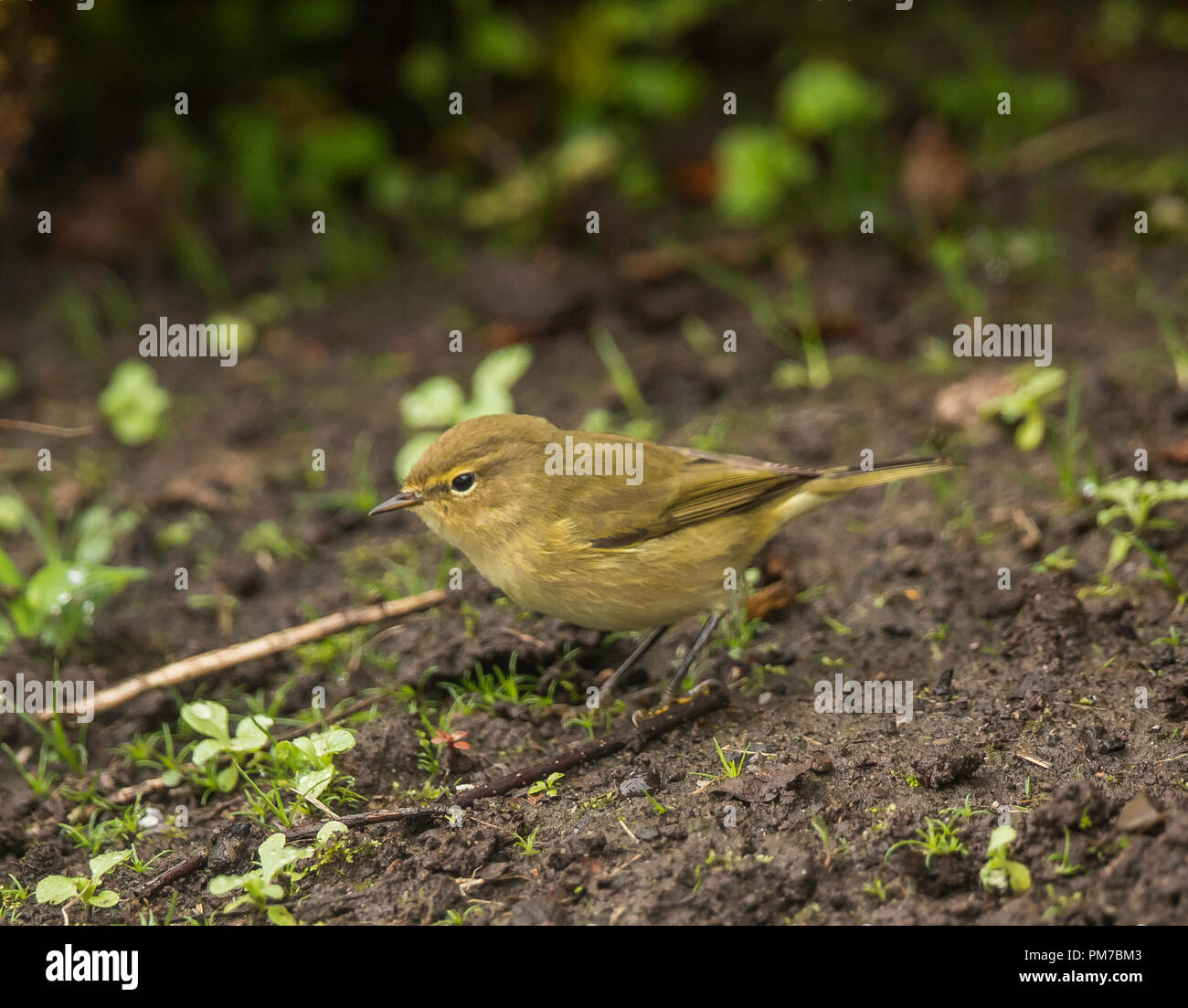 Chiff chaff tree hi-res stock photography and images - Alamy