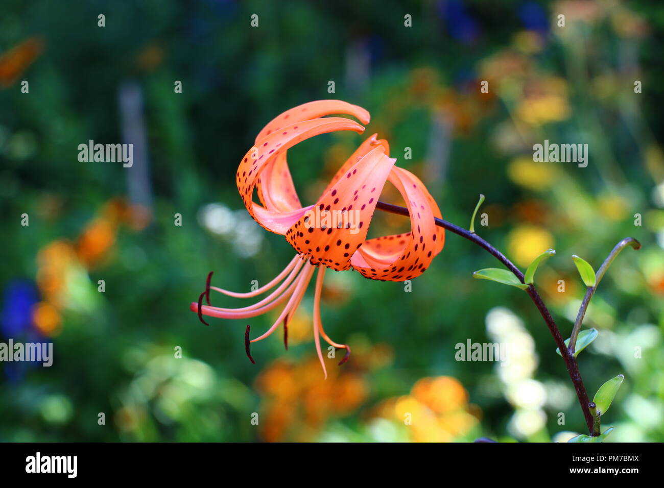 Tiger lilie hi-res stock photography and images - Alamy