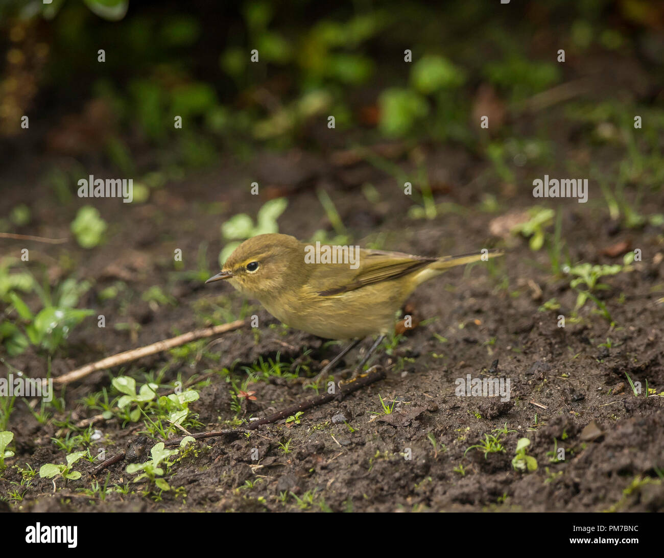 Chiff Chaff Bird Uk High Resolution Stock Photography and Images - Alamy