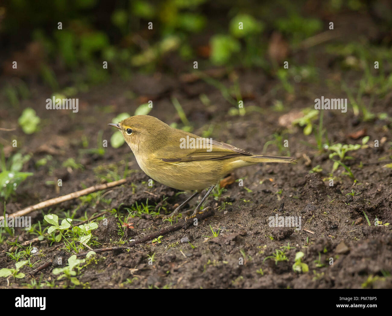 Chiff chaff bird uk hi-res stock photography and images - Alamy