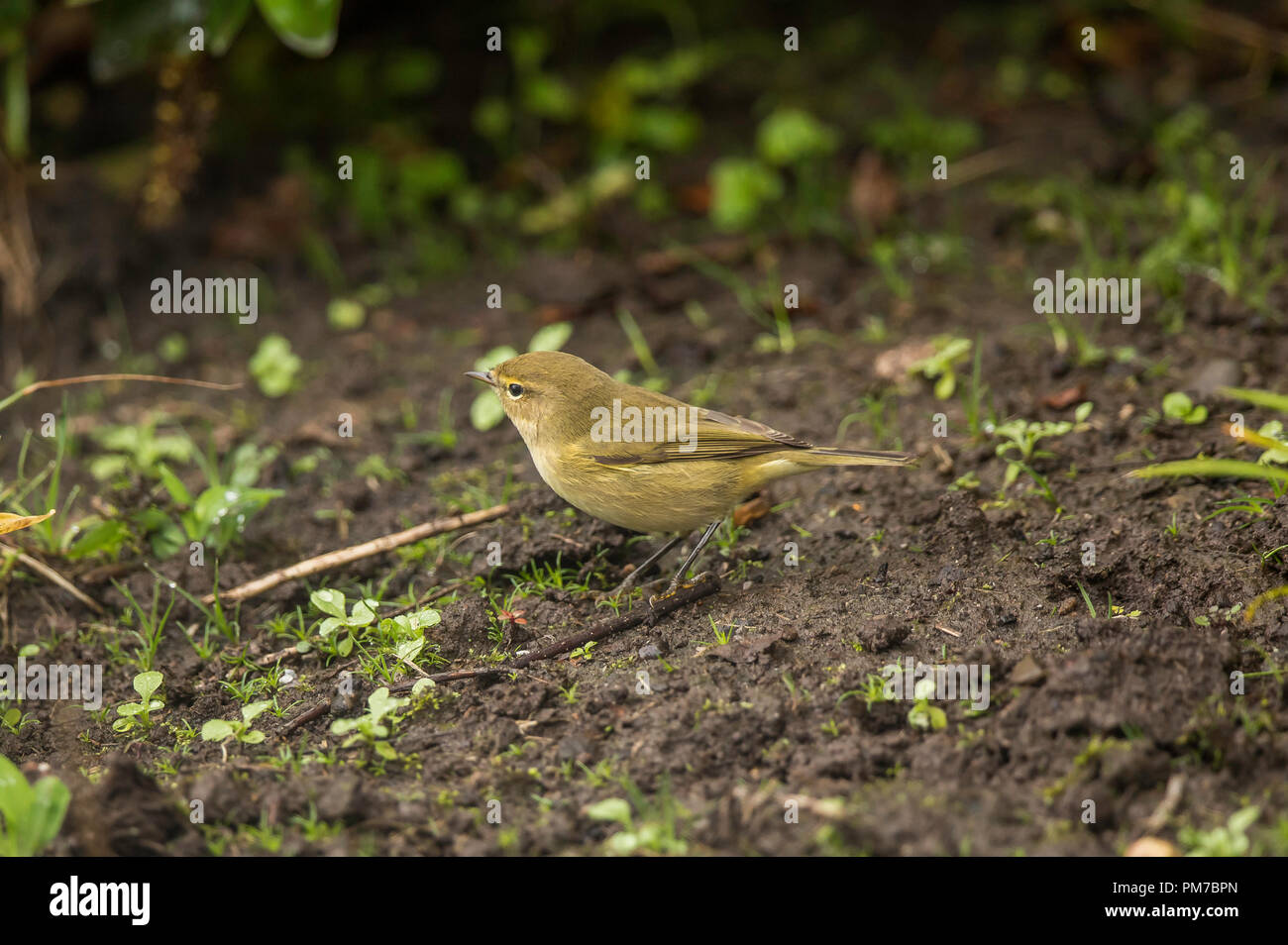 Chiff chaff bird uk hi-res stock photography and images - Alamy