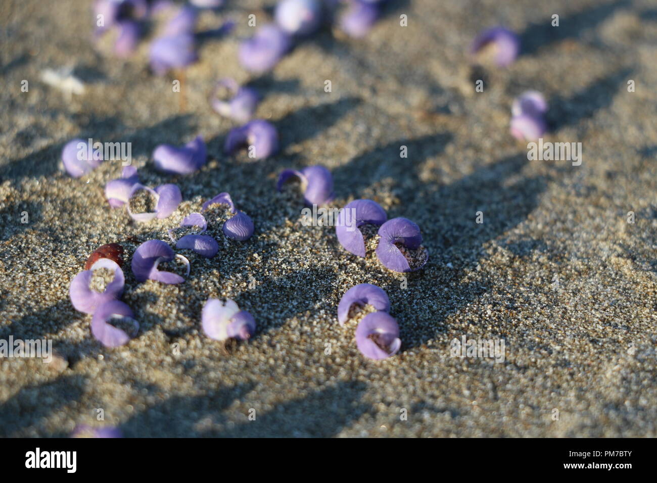 Purple mini Shell at East Cape - New Zealand Stock Photo - Alamy