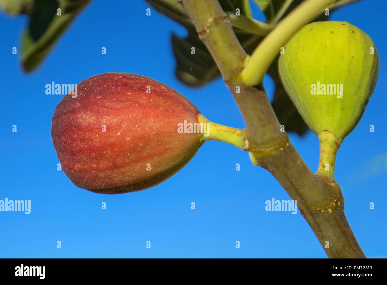 Black mission fig tree hi-res stock photography and images - Alamy