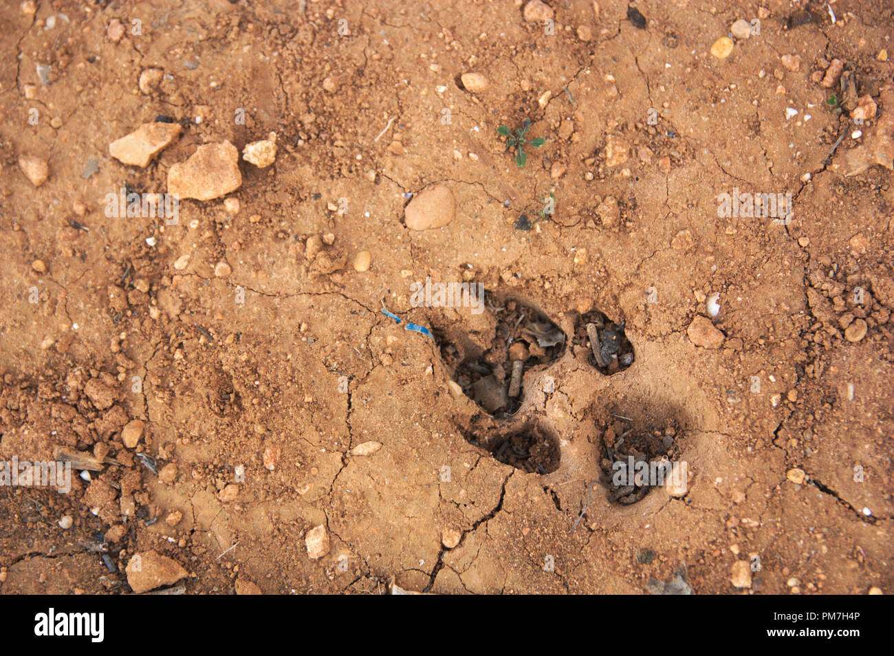 A trace of a wild animal on the ground of a cultivated field, with ...