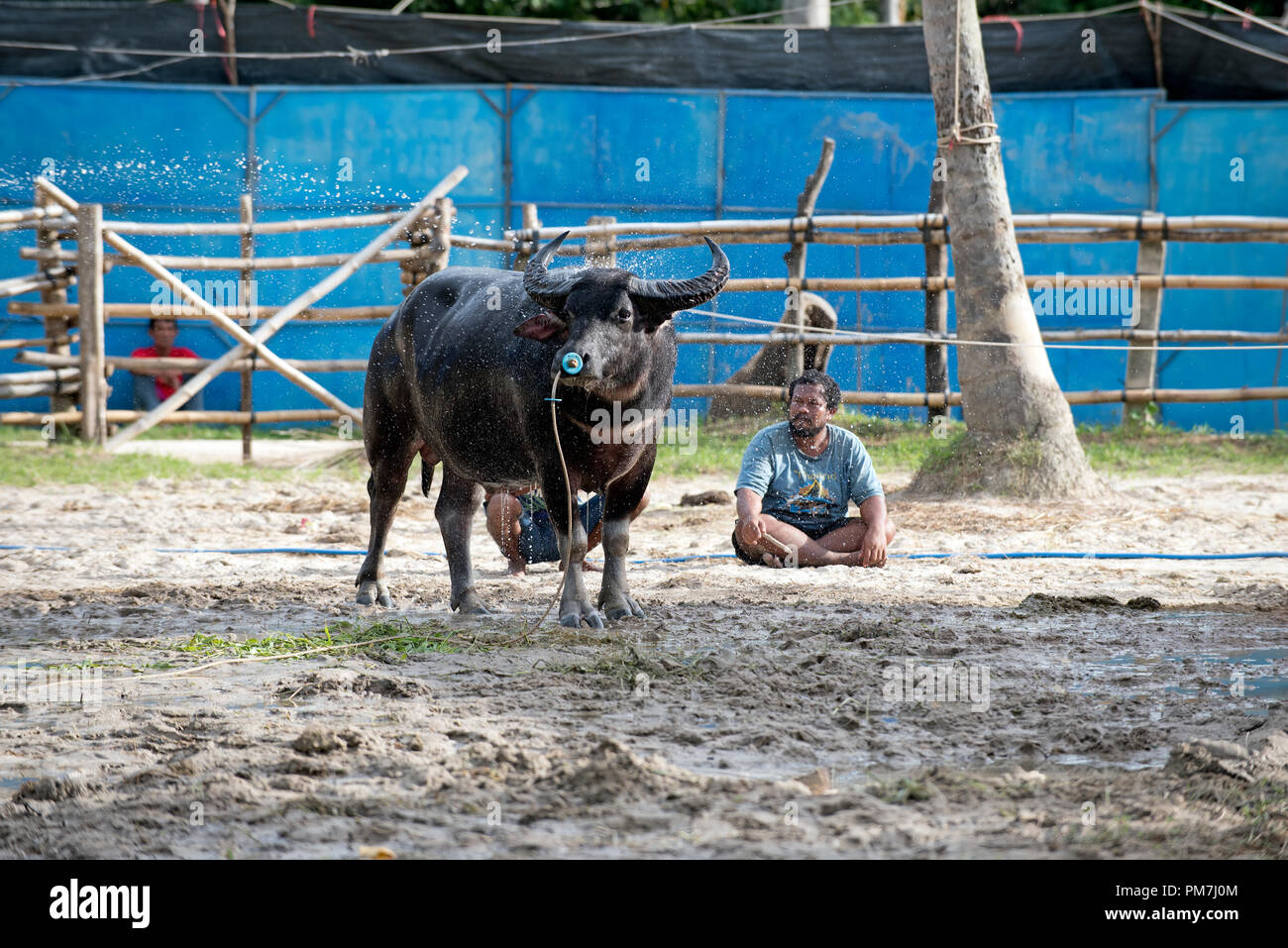 Thailand, fighting Buffalo (Bubalus bubalis), preparation before the ...