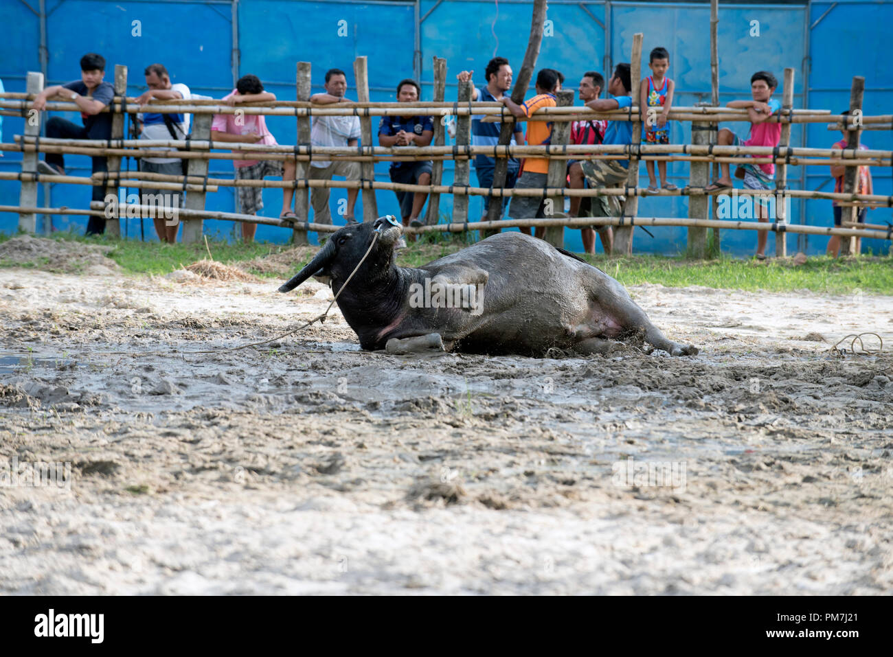 Thailand, fighting Buffalo (Bubalus bubalis), preparation before the ...