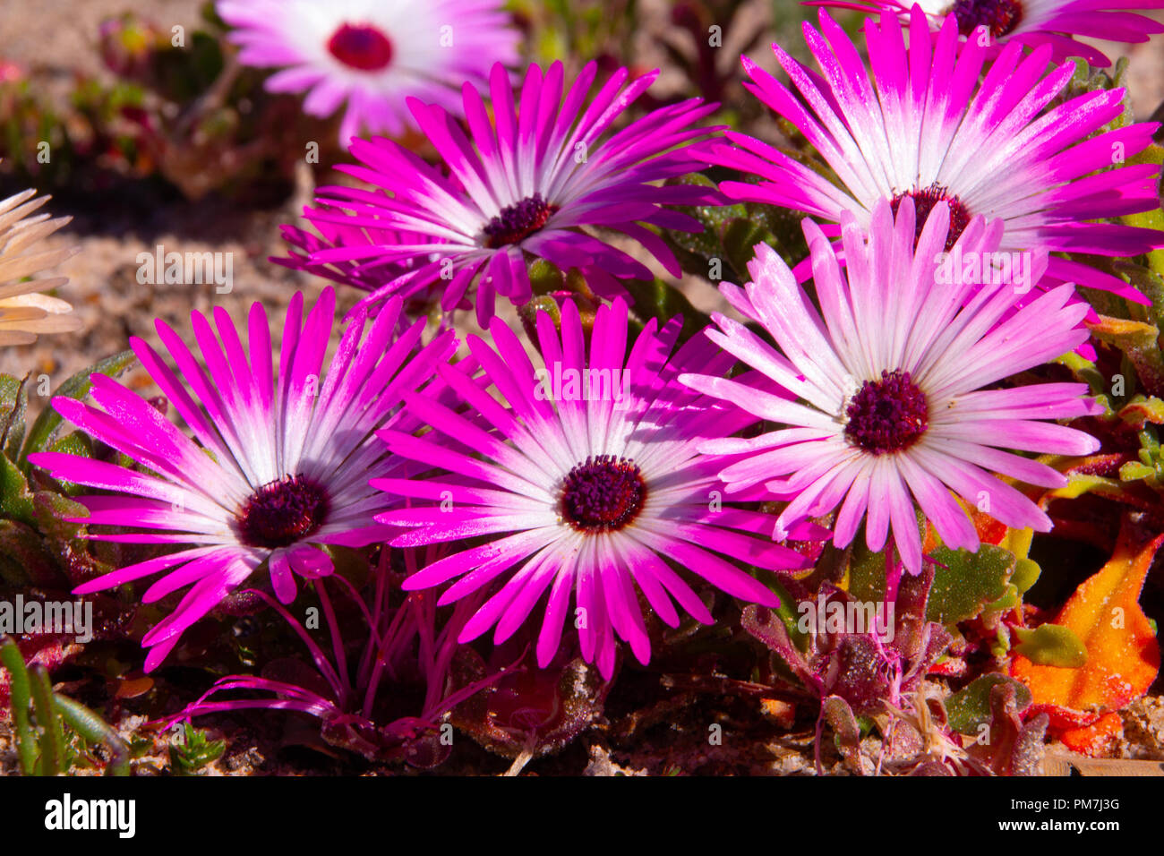 Spring Flower Nature's Beauty Stock Photo - Alamy