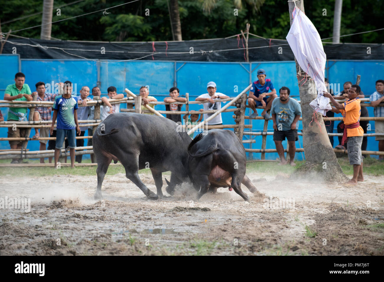 Thailand, fighting Buffalo (Bubalus bubalis), Fighting Stock Photo - Alamy