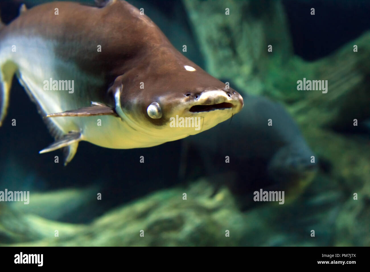 shark swimming along underwater Stock Photo - Alamy