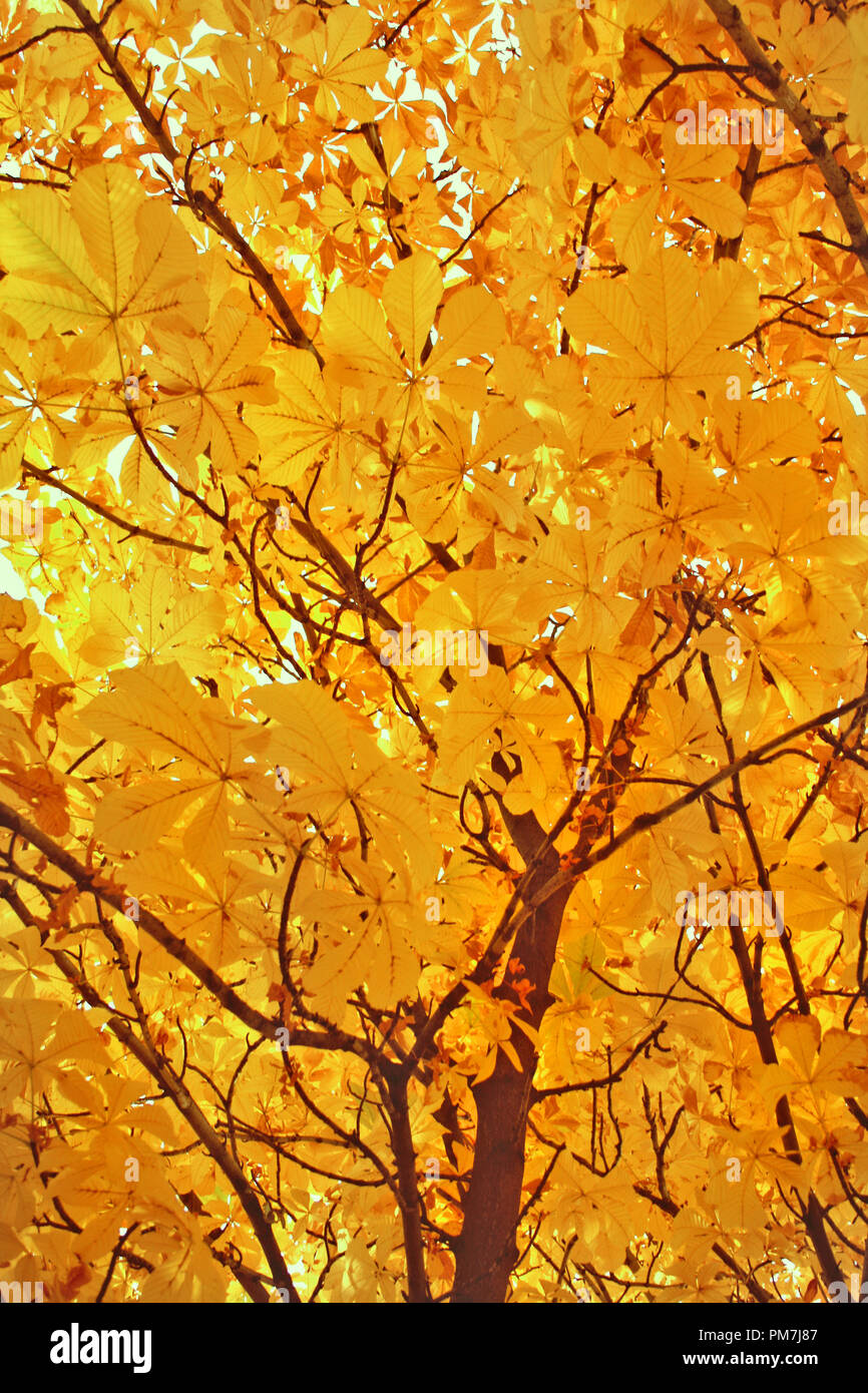 A yellow crone of a maple Stock Photo - Alamy