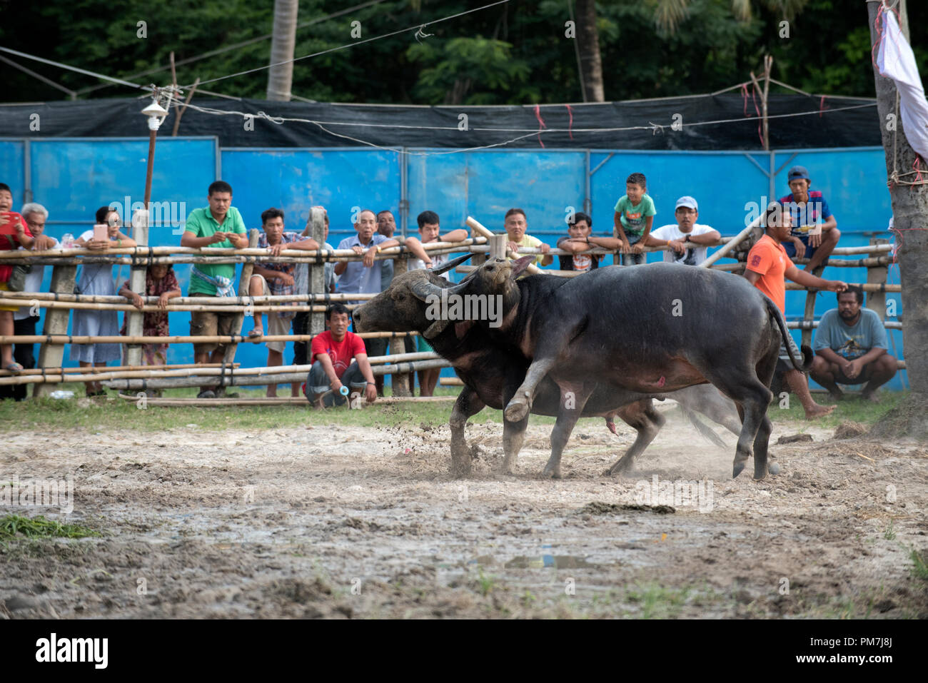 Thailand, fighting Buffalo (Bubalus bubalis), Fighting Stock Photo - Alamy