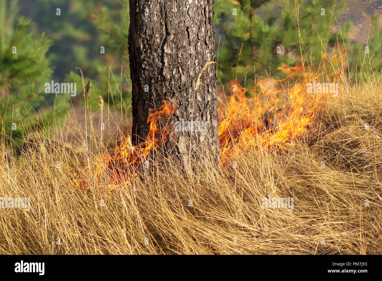 Fire in the forest in the hot summer Stock Photo - Alamy