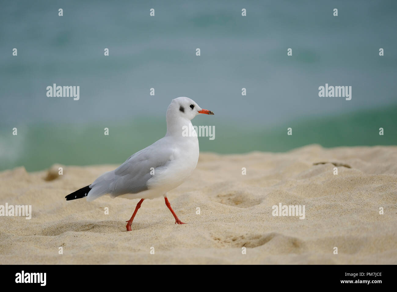 Gull walking beach hi-res stock photography and images - Alamy