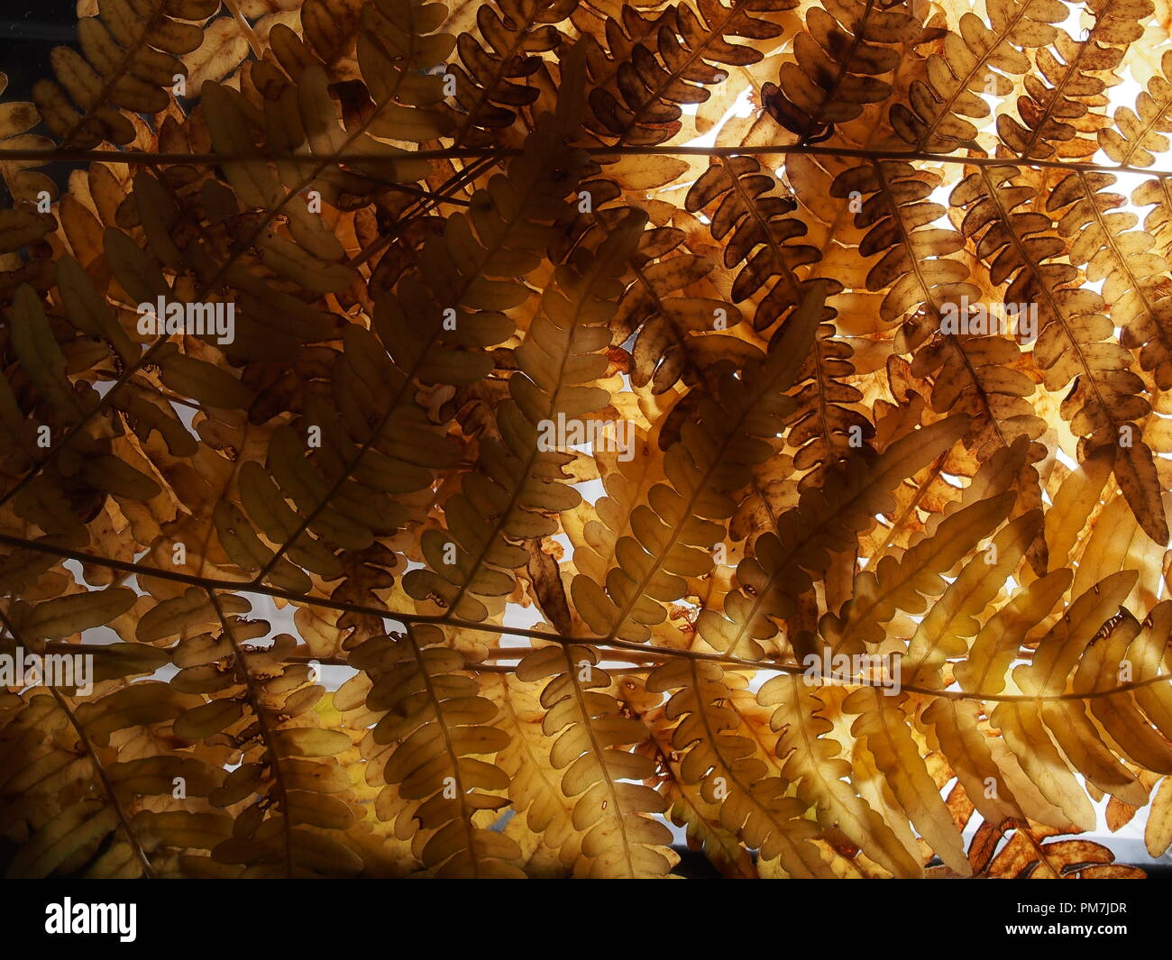 Yellowed fern leaves hi-res stock photography and images - Alamy