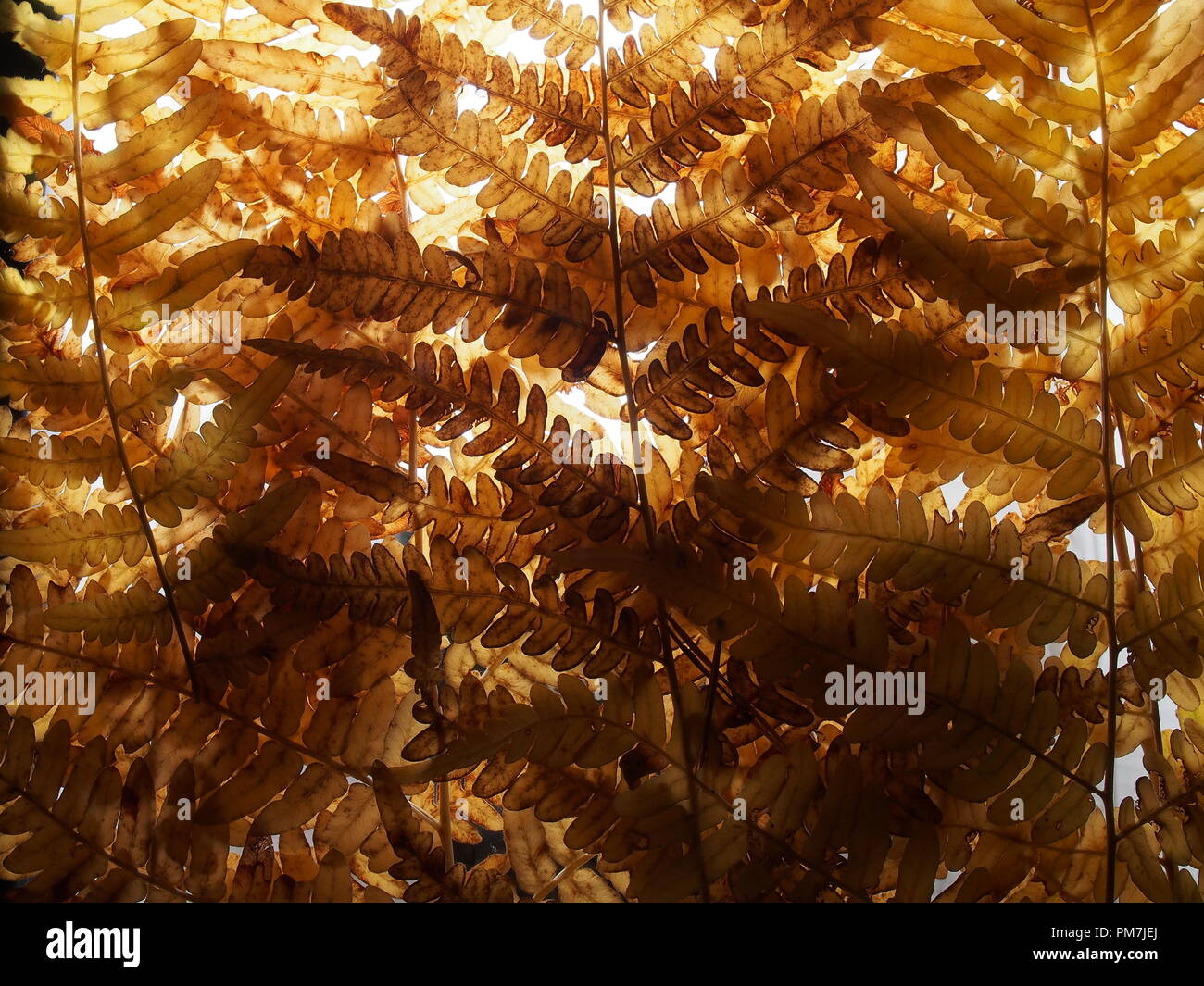 Yellowed fern leaves hi-res stock photography and images - Alamy